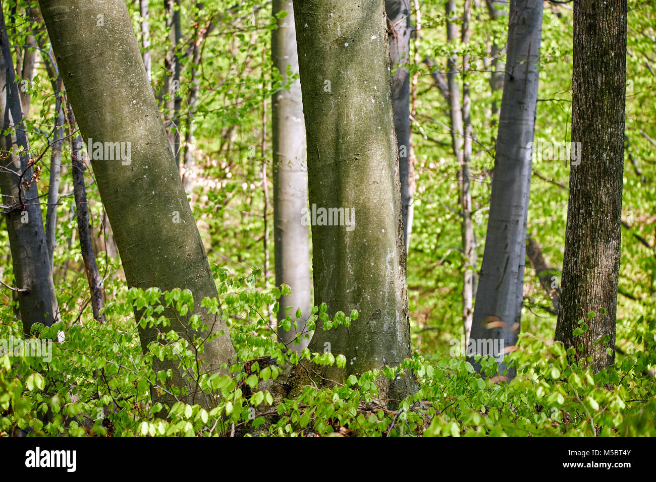 Forest of beech trees in the early spring Stock Photo - Alamy