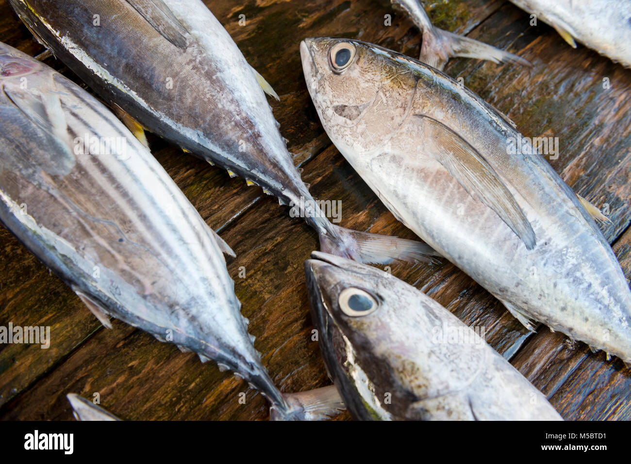 Sri Lanka, Mirissa, Asia, fish, fishes Stock Photo - Alamy