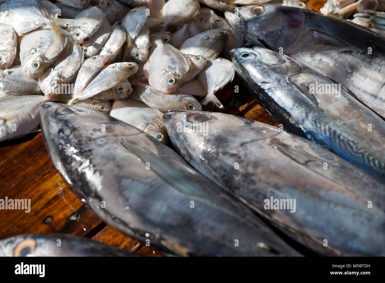Sri Lanka, Mirissa, Asia, fish, fishes Stock Photo - Alamy