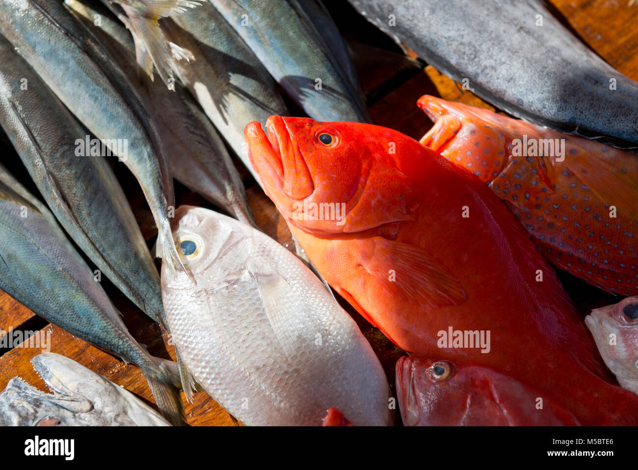 Sri Lanka, Mirissa, Asia, fish, fishes Stock Photo - Alamy