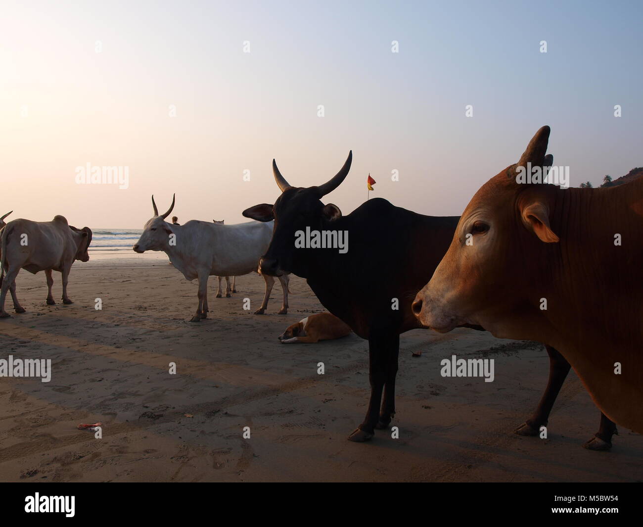 Visit goa hi-res stock photography and images - Alamy