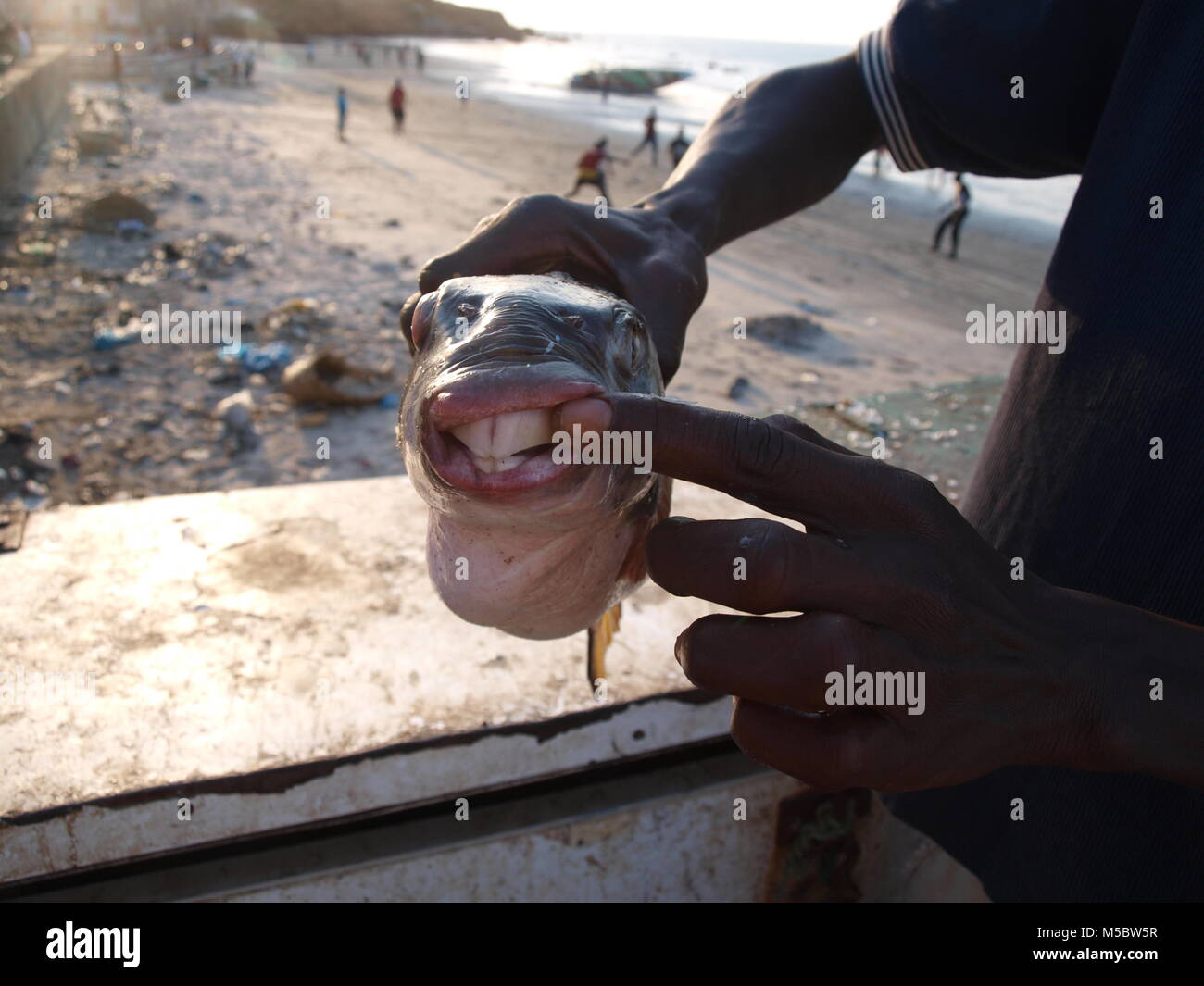 Ugly fish hi-res stock photography and images - Alamy