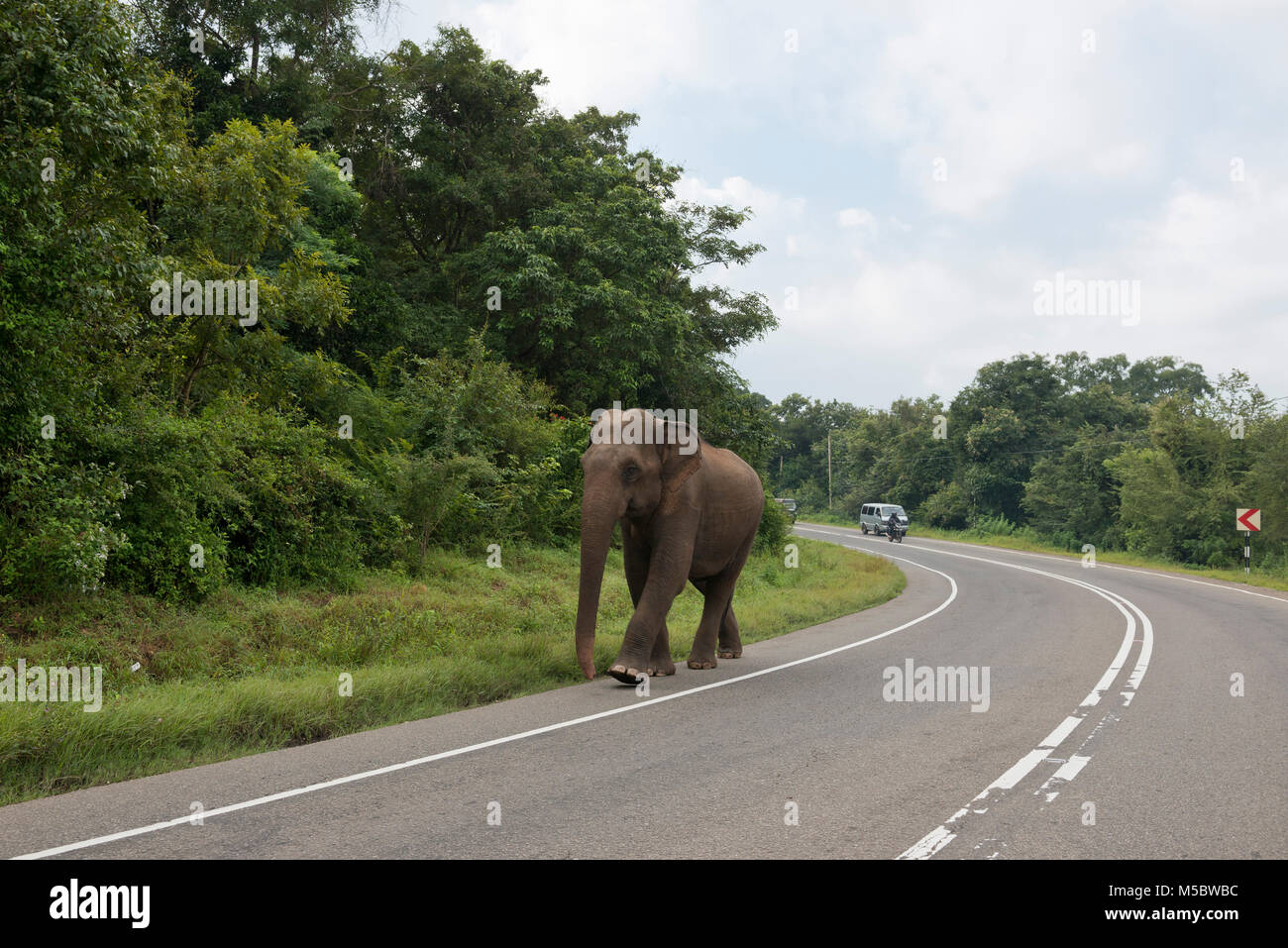 Sri Lanka, asia, road, elephant Stock Photo - Alamy