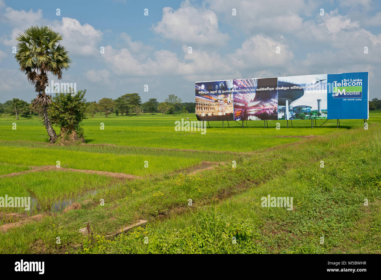 Sri Lanka, Asia, advertising Stock Photo - Alamy