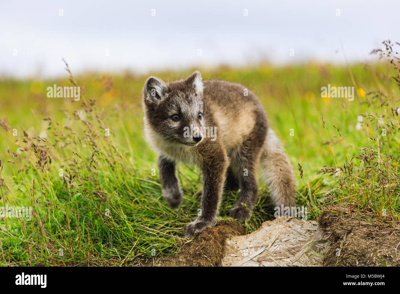 young playful arctic fox cub in iceland, summer Stock Photo - Alamy