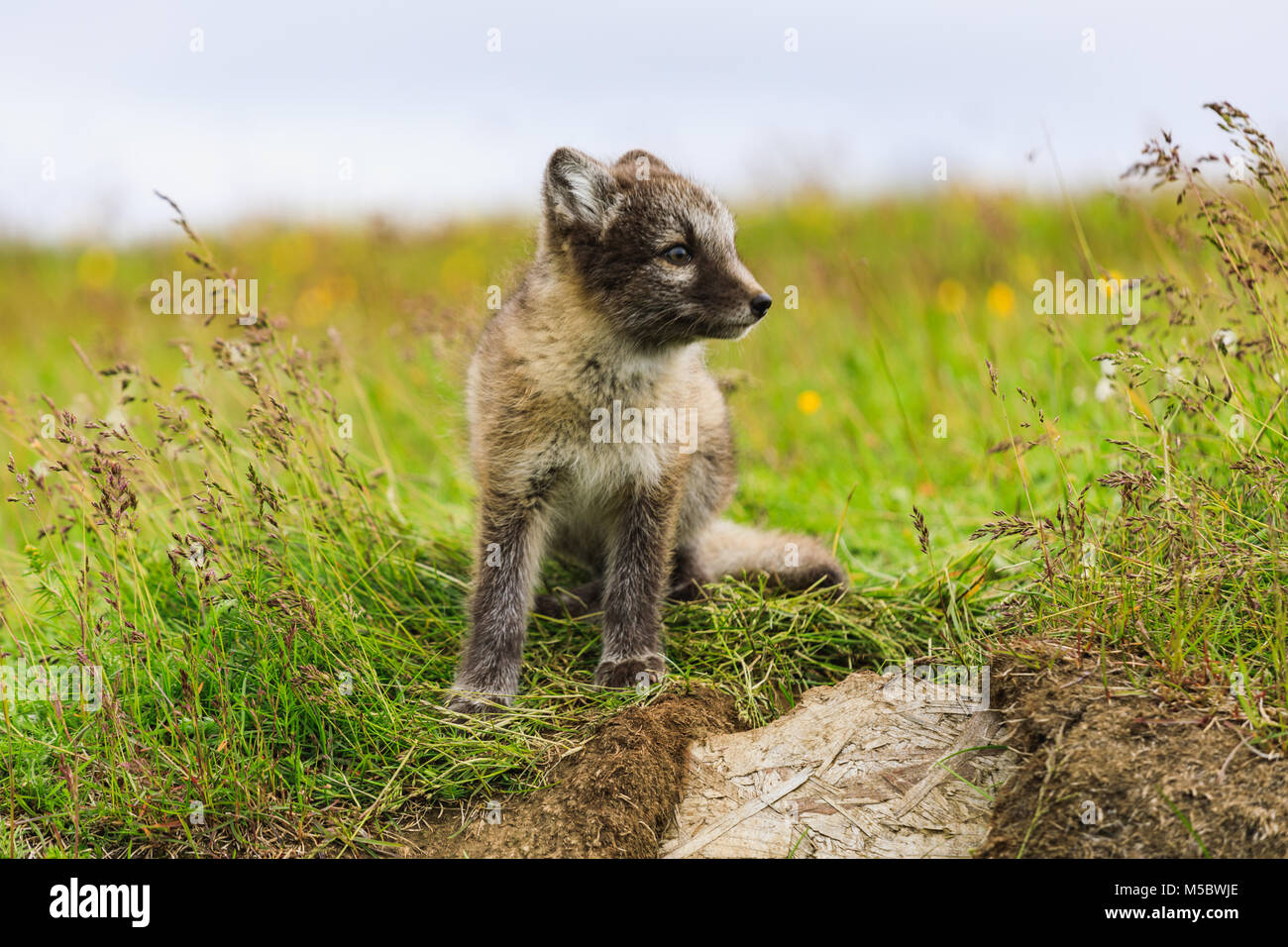 young playful arctic fox cub in iceland, summer Stock Photo - Alamy