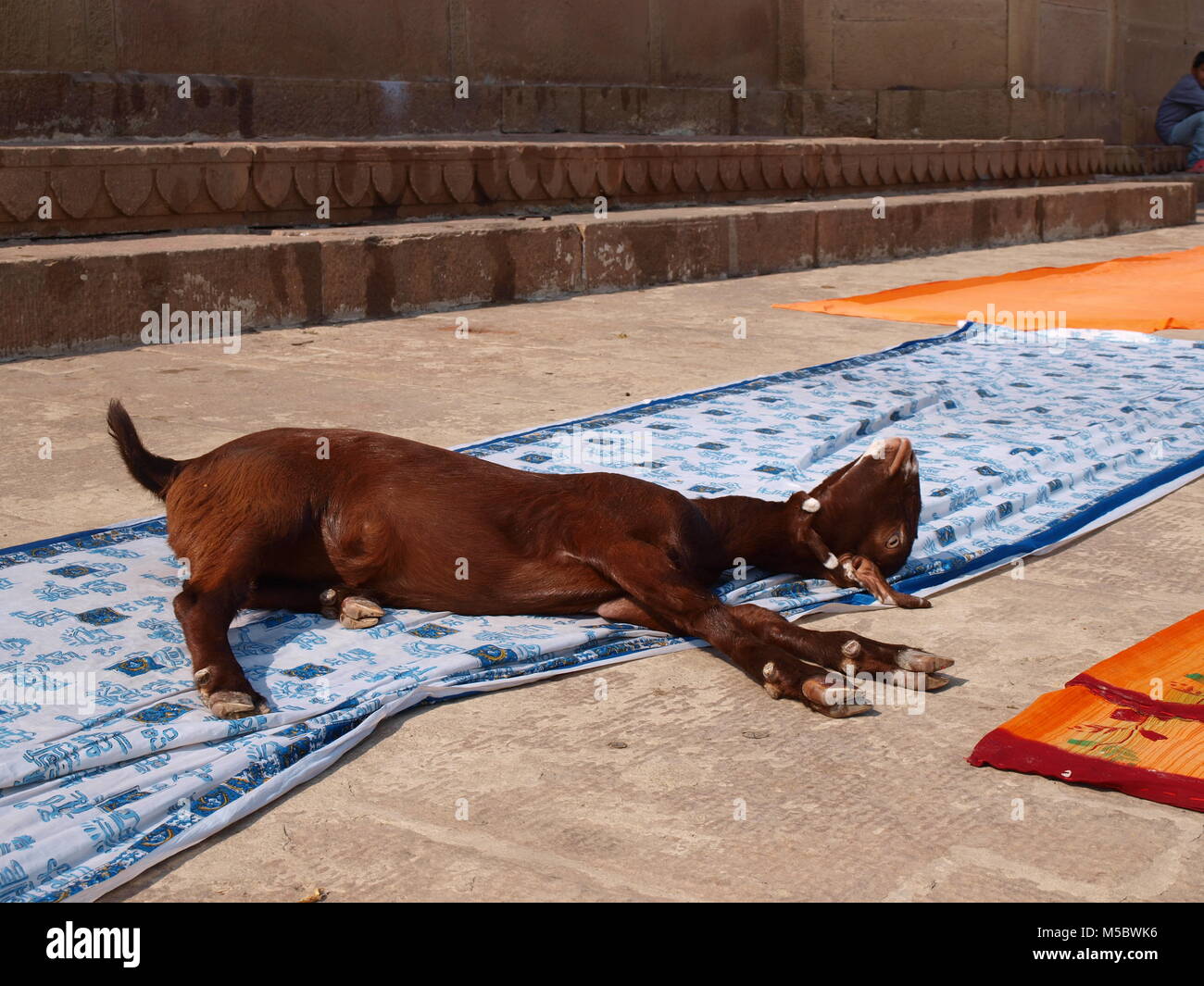 Happy goat rolling on fabric Stock Photo - Alamy