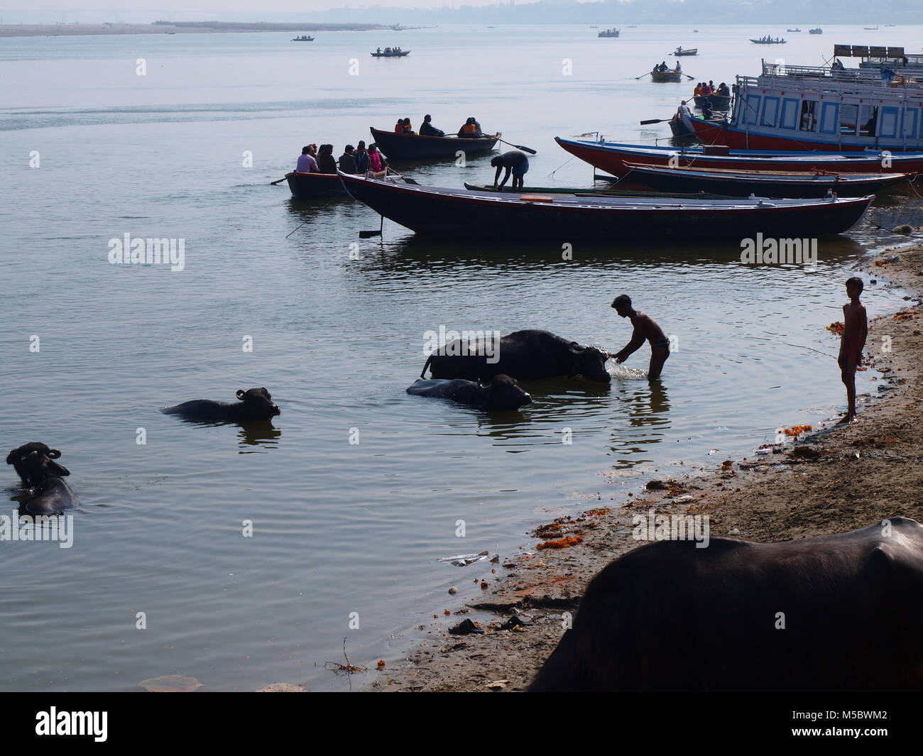 Bathing cows in Varanasi Stock Photo - Alamy