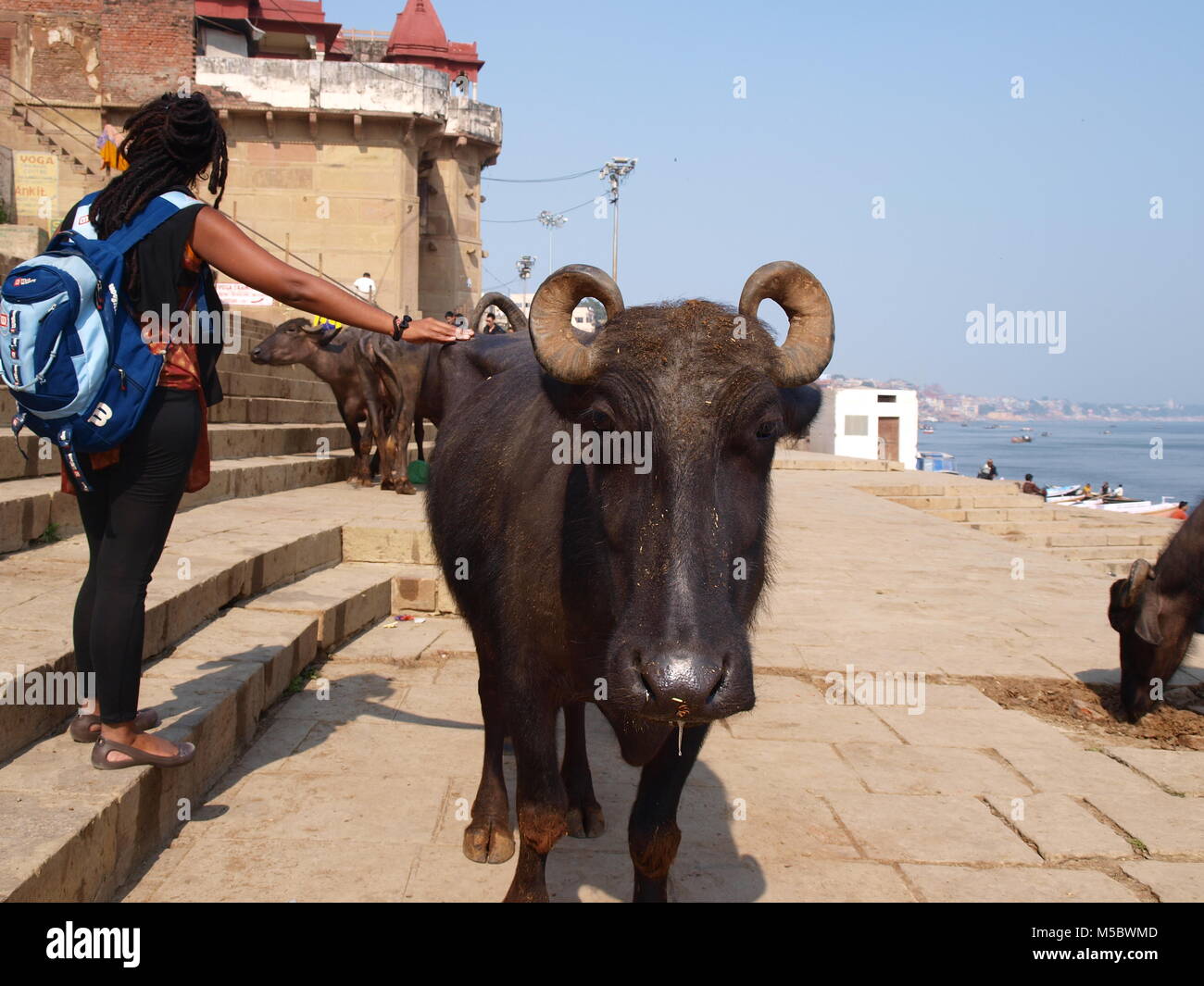 Blue cow of india hi-res stock photography and images - Alamy