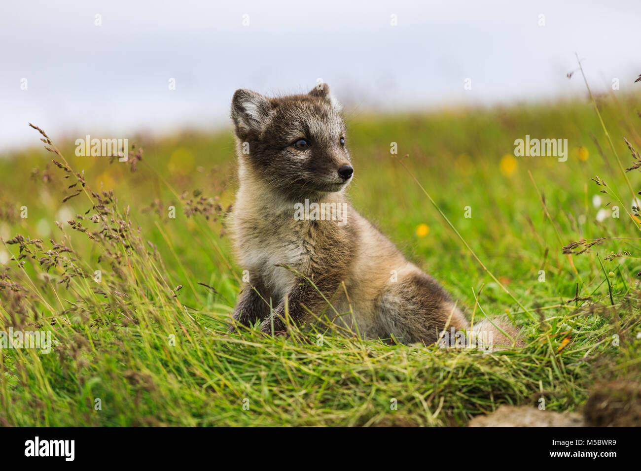 young playful arctic fox cub in iceland, summer Stock Photo - Alamy