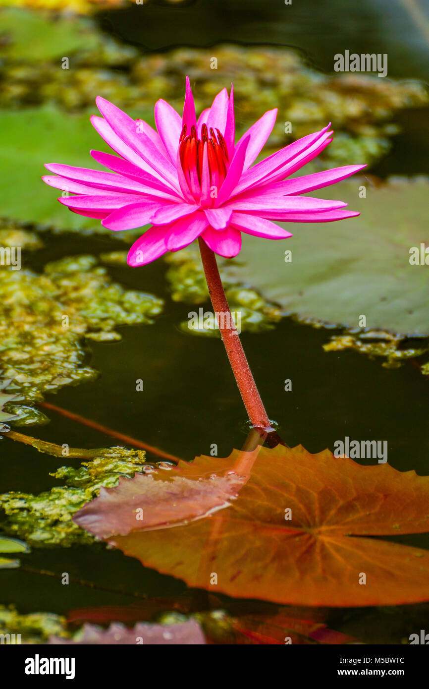 Pink lotus in swamp nature hi-res stock photography and images - Alamy