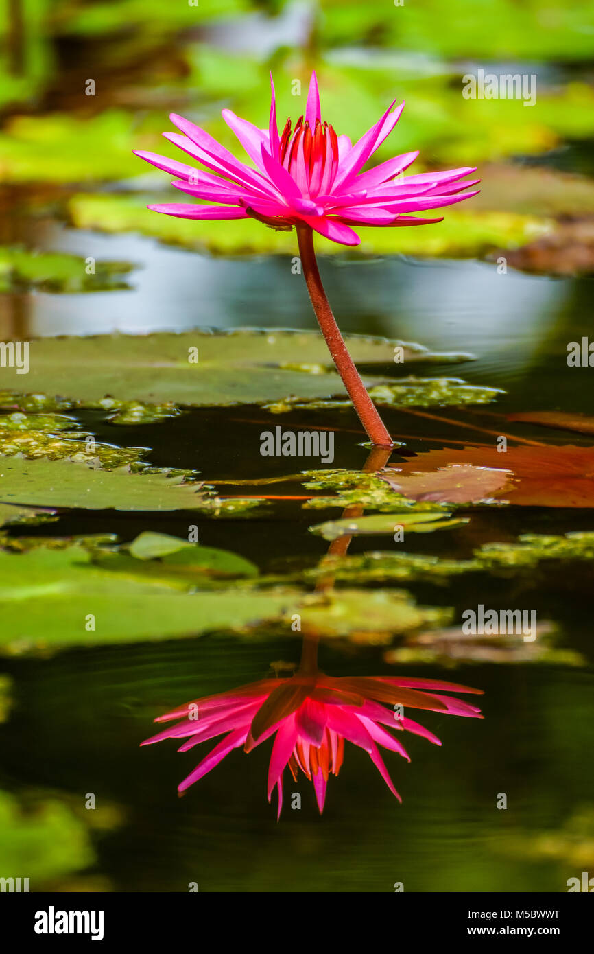 Beautiful blossom pink lotus in swamp Stock Photo - Alamy