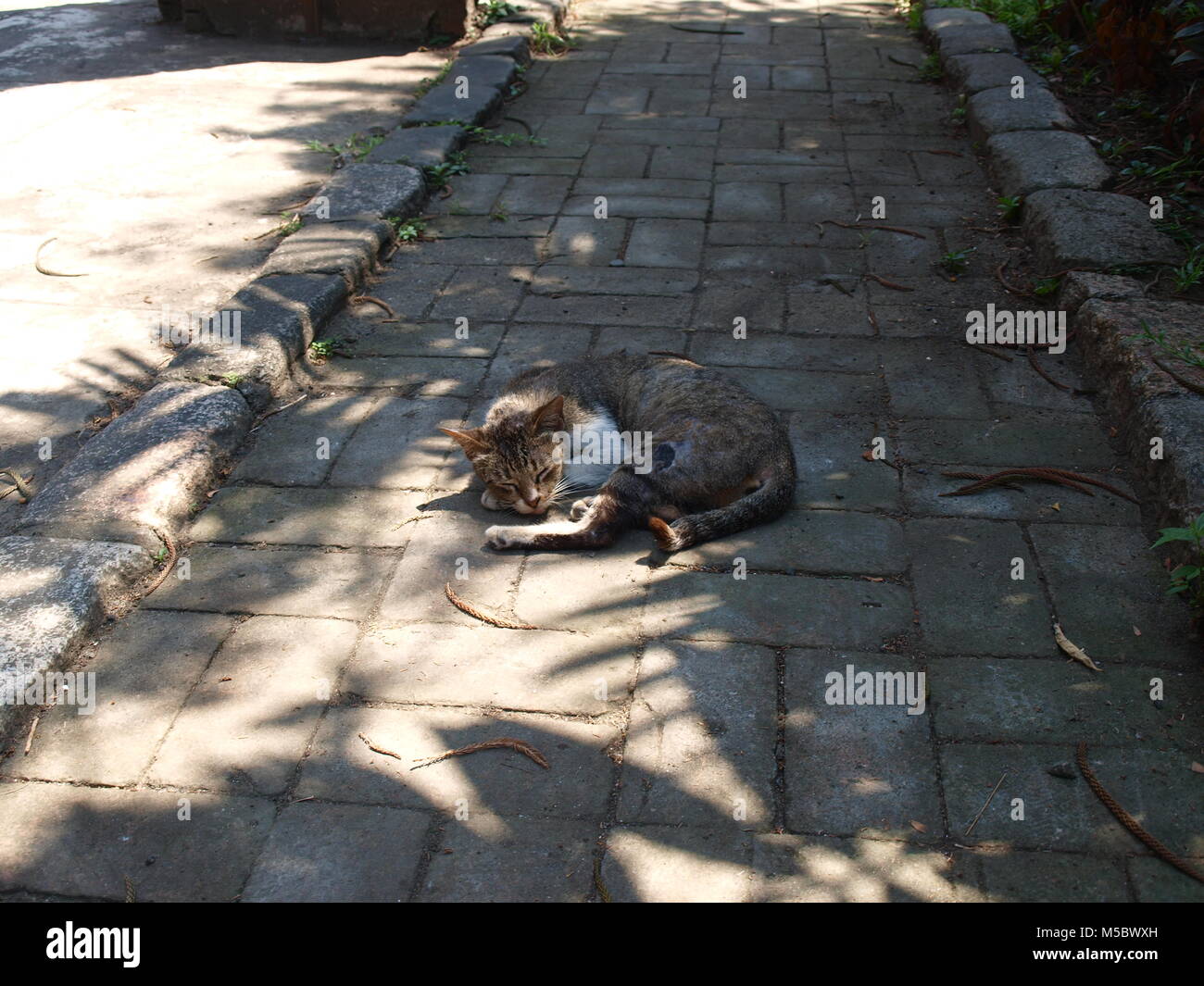 Cat pathway hi-res stock photography and images - Alamy