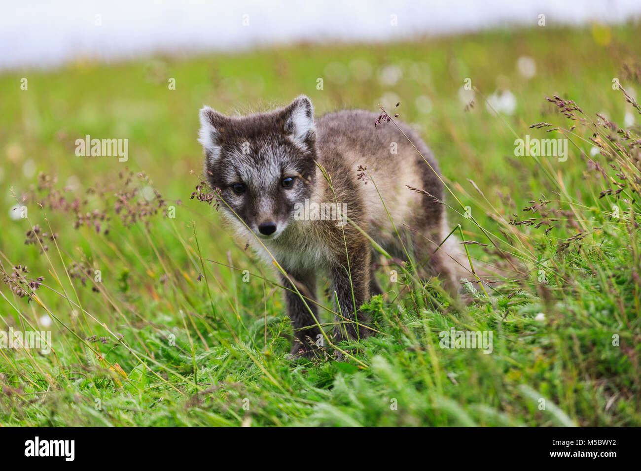 young playful arctic fox cub in iceland, summer Stock Photo - Alamy