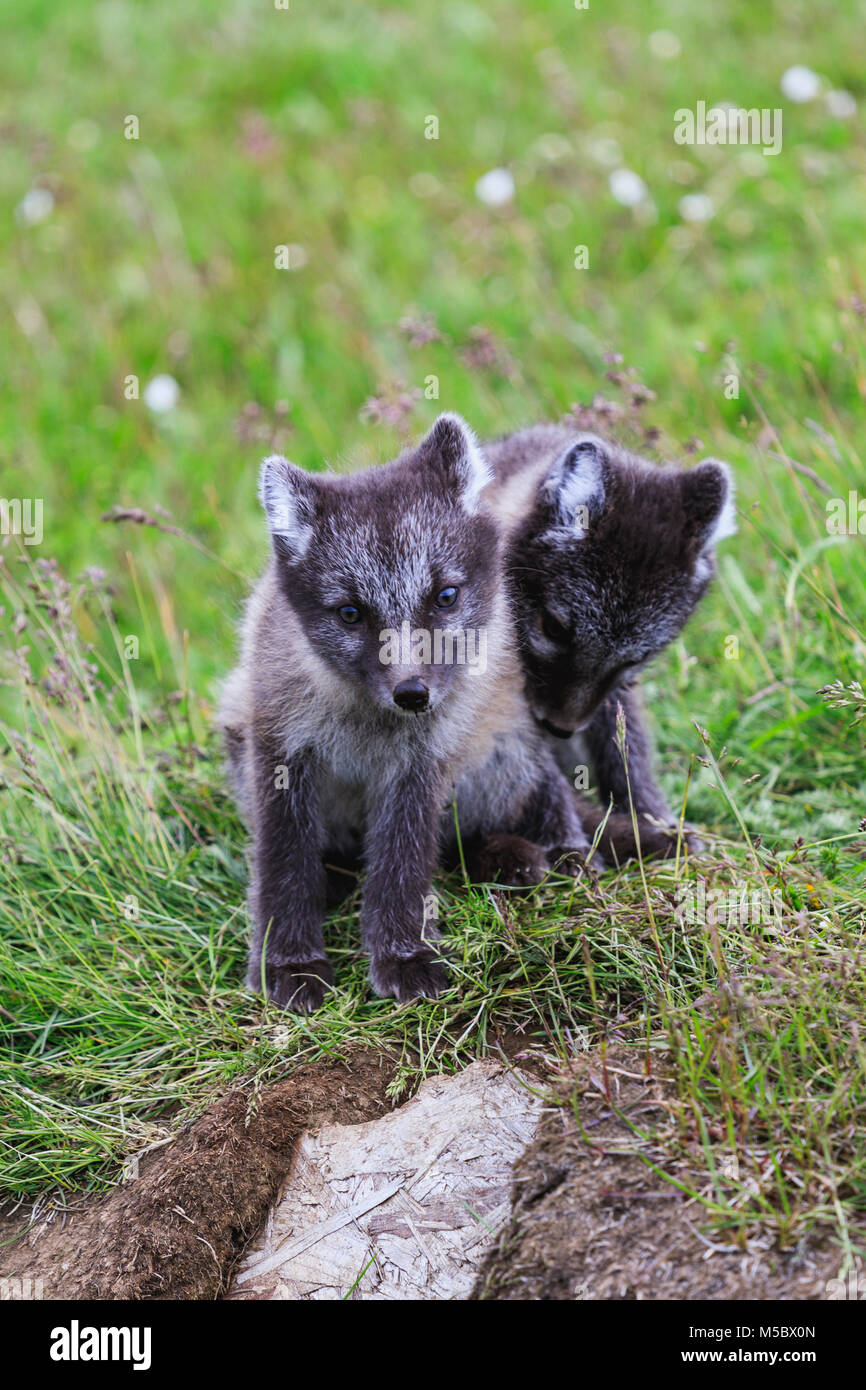 Fox lair hi-res stock photography and images - Alamy