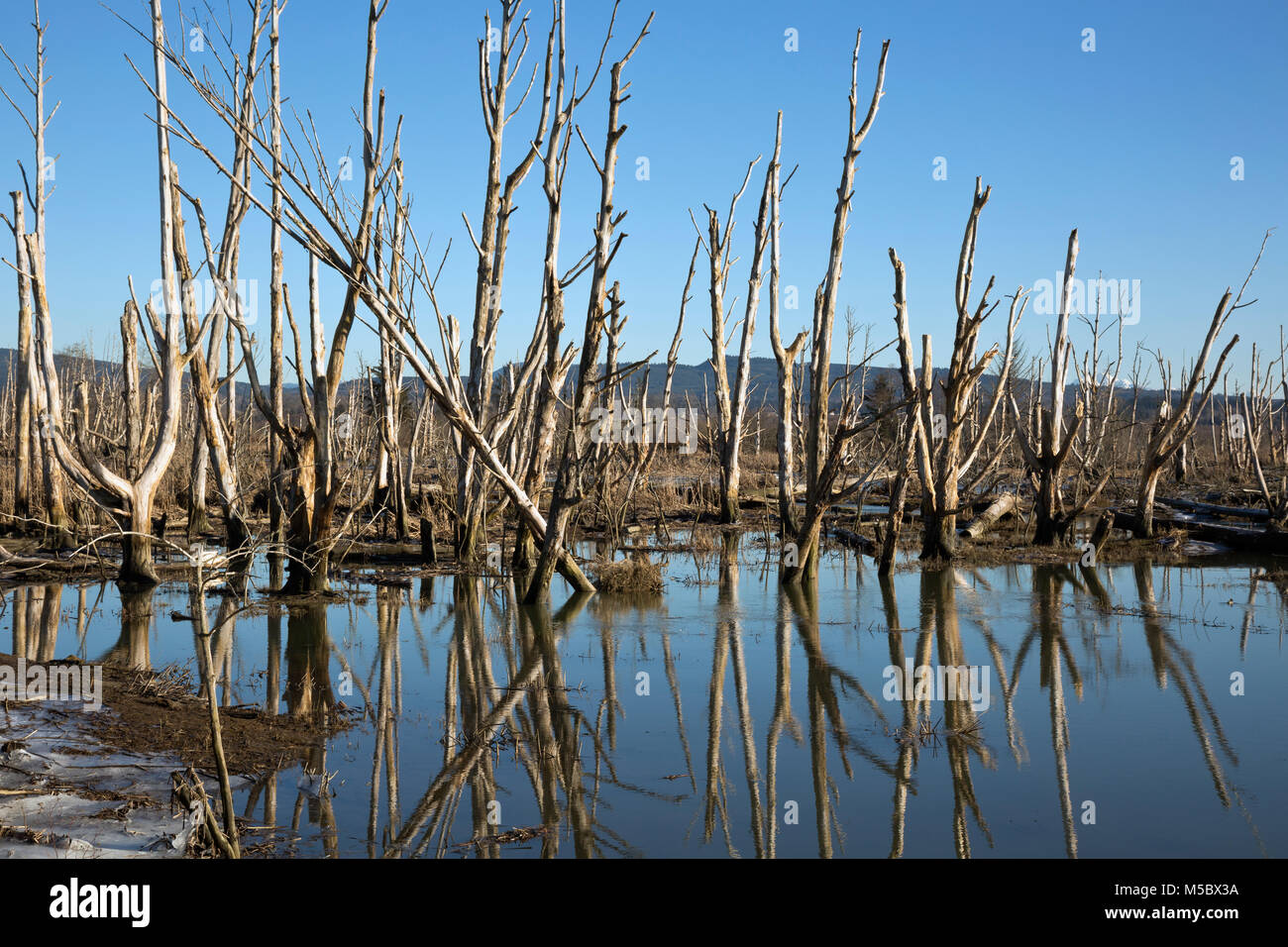Estuary Trees