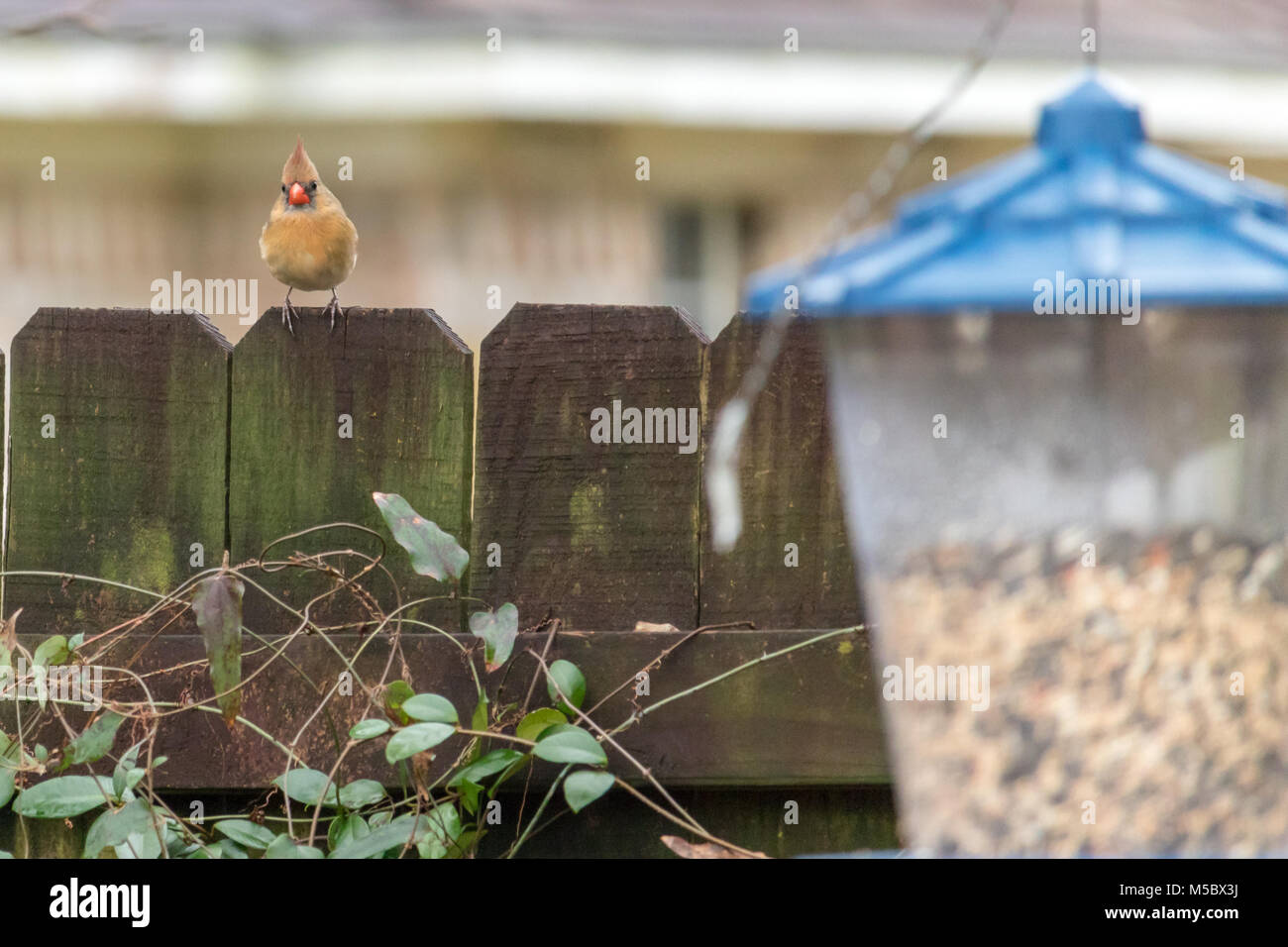 Cardinal bird on a fence hi-res stock photography and images - Alamy