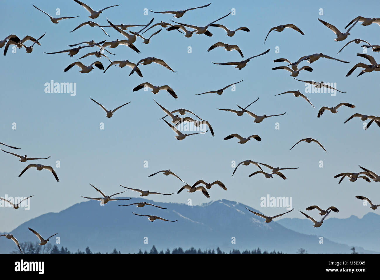 WA13551-00...WASHINGTON - Snow geese flying near the town of Edison ...