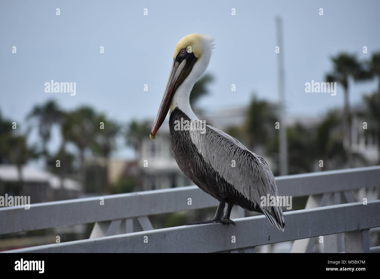 Pelican sitting hi-res stock photography and images - Alamy