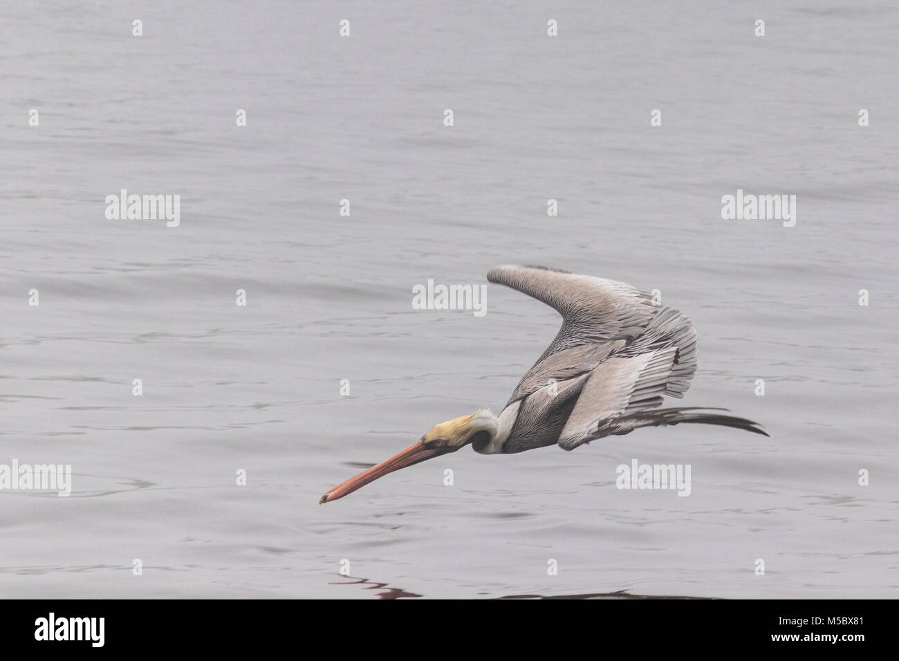 Pelican diving fast for a treat Stock Photo - Alamy
