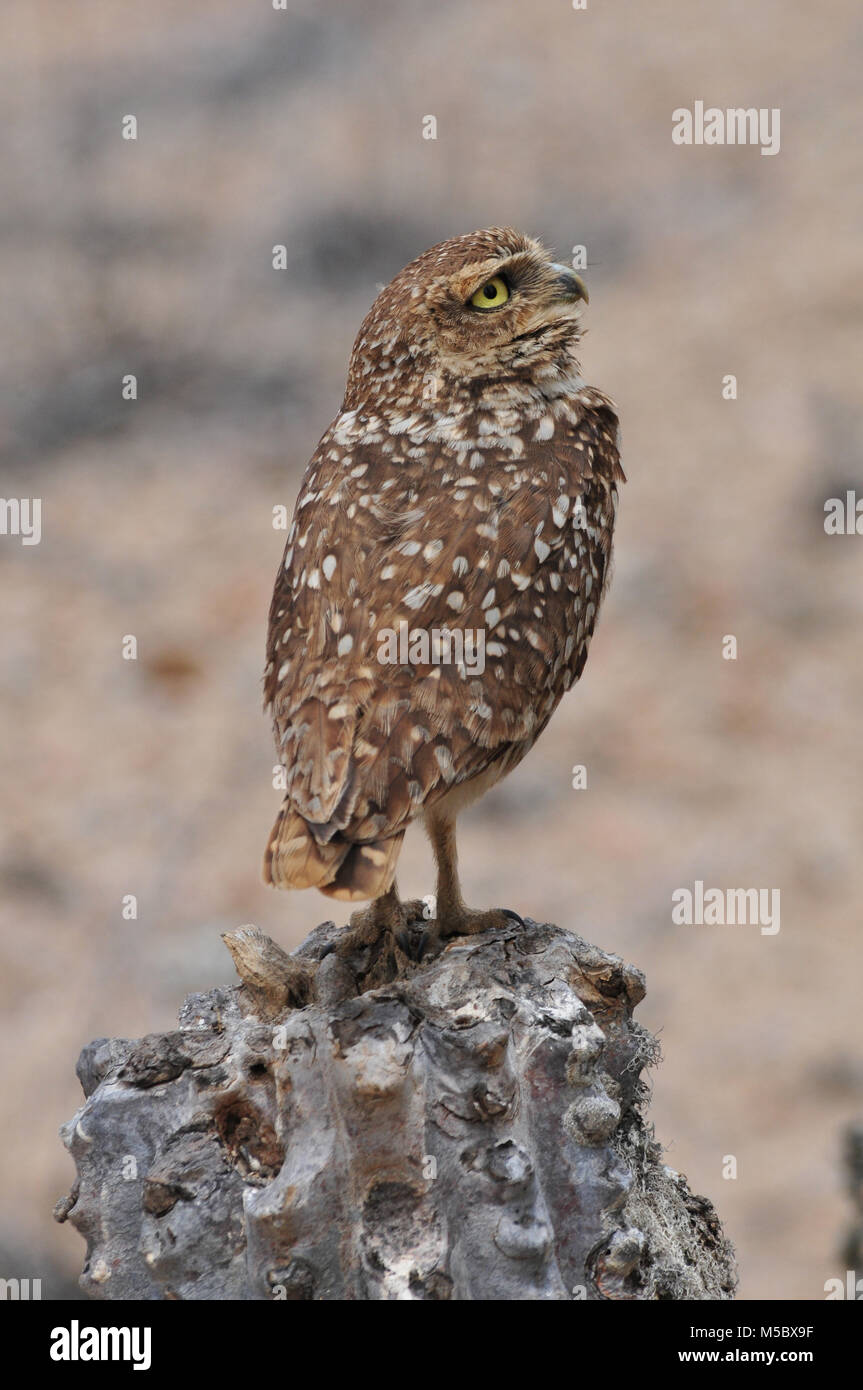 Discover atacama desert hi-res stock photography and images - Alamy