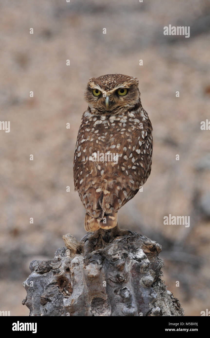 Discover atacama desert hi-res stock photography and images - Alamy