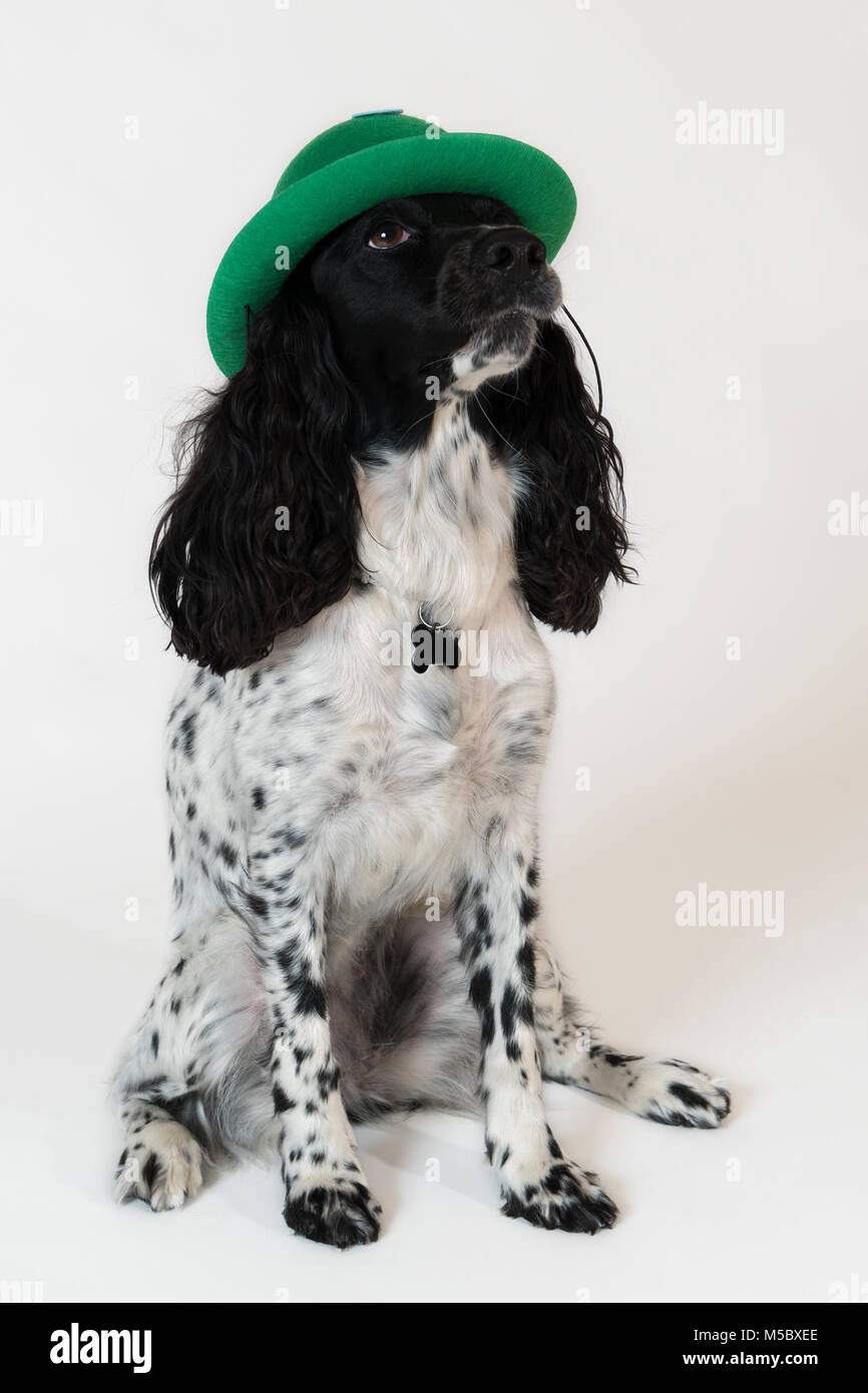 Young sprocker spaniel hi-res stock photography and images - Alamy
