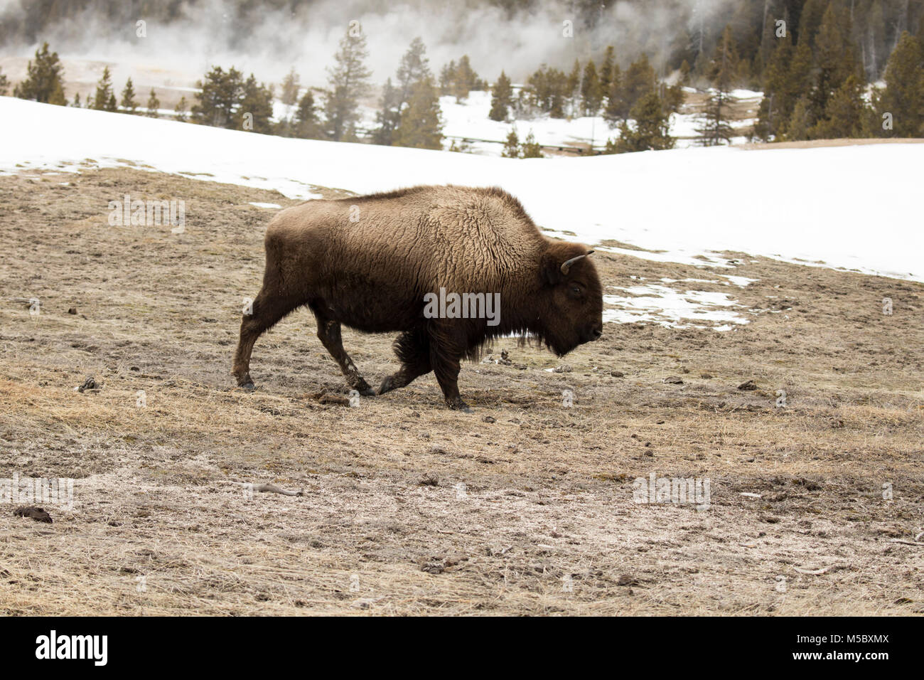 Bison or American buffalo in Upper Geyser Basin in Yellowstone National ...