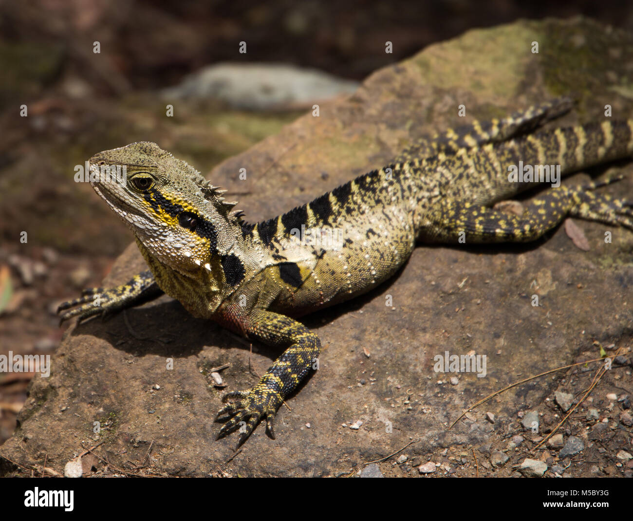 Australian water dragon on rock Stock Photo - Alamy