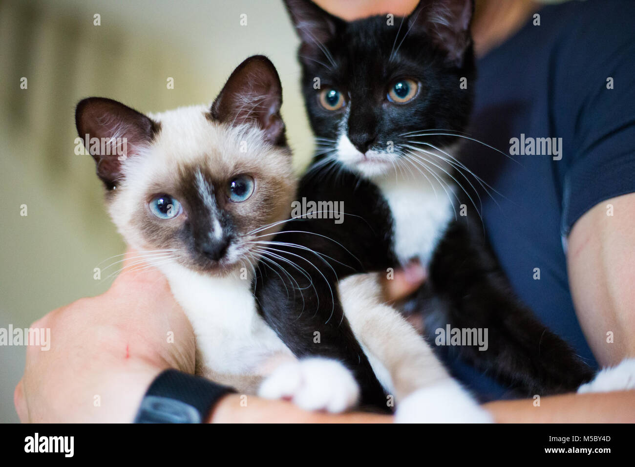 Kitten life hi-res stock photography and images - Alamy