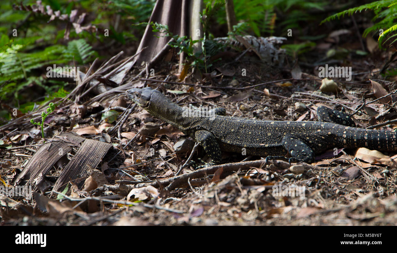 Montville queensland hi-res stock photography and images - Alamy