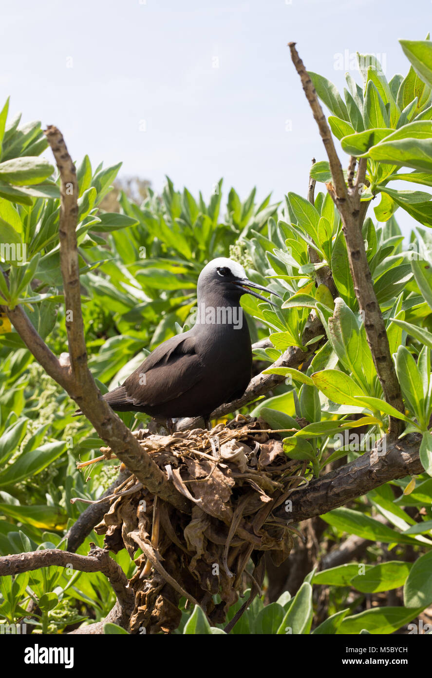 Black Noddy bird in lady Elliot island Stock Photo - Alamy