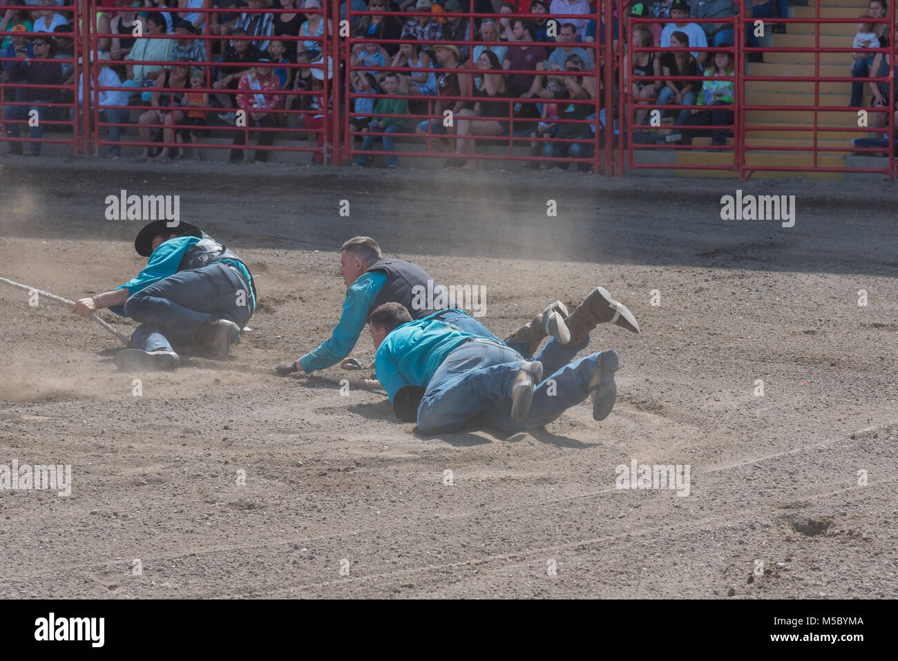 Team of cowboys are dragged through the dirt as they try to catch a ...