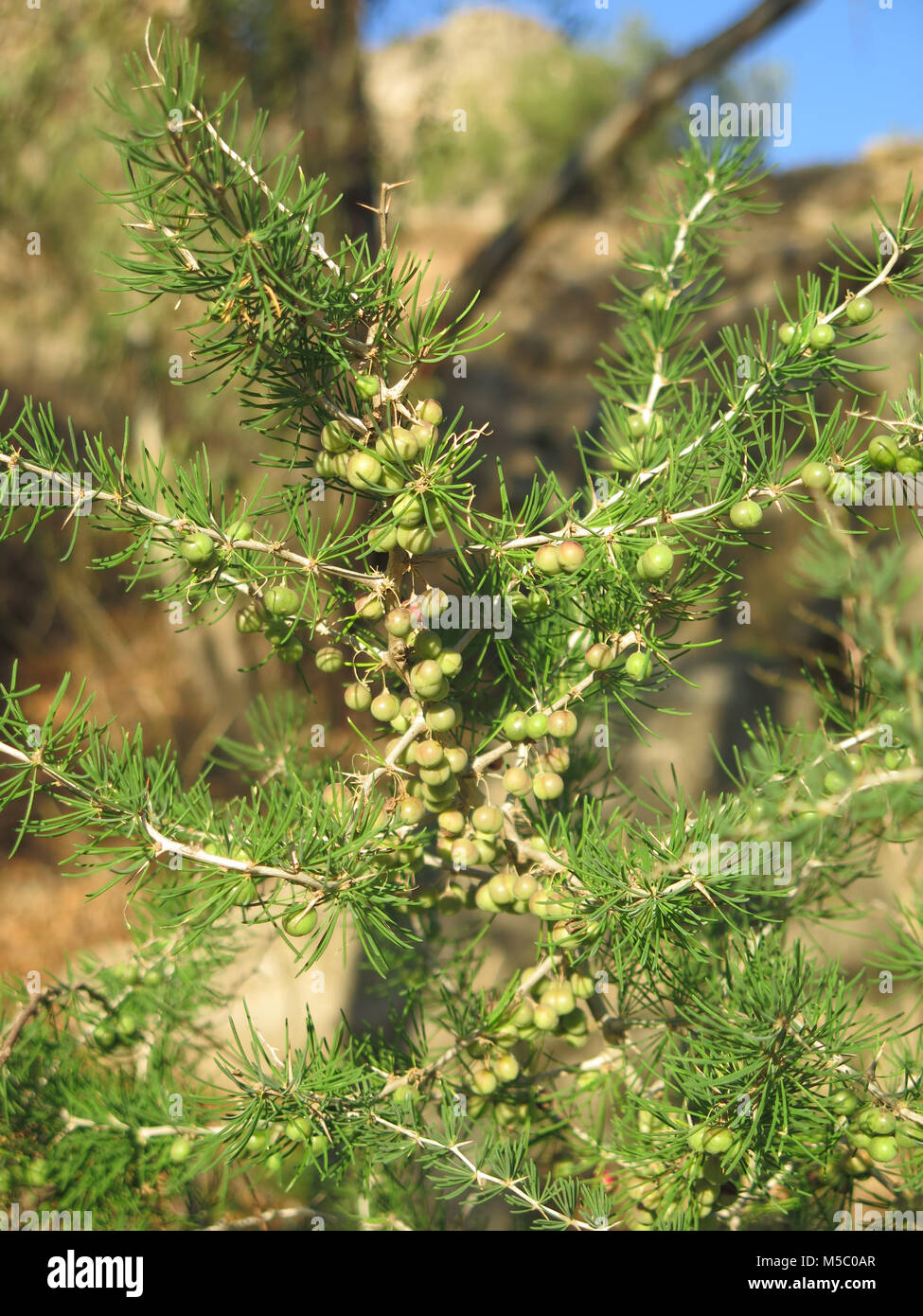 Wild aparagus plant with green berries growing on rural roadside in ...