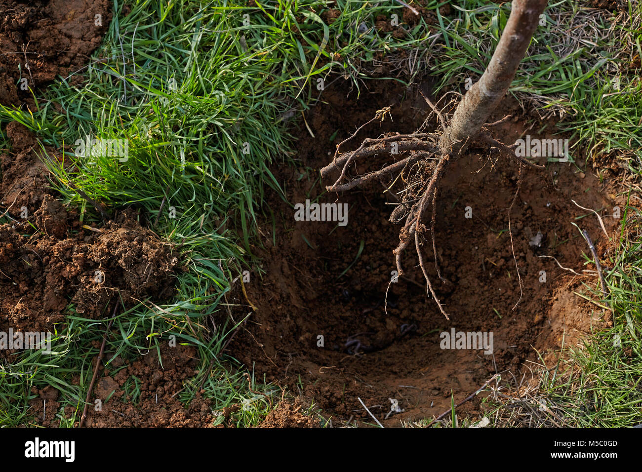 Roots of tree ready for planting into a hole Stock Photo - Alamy