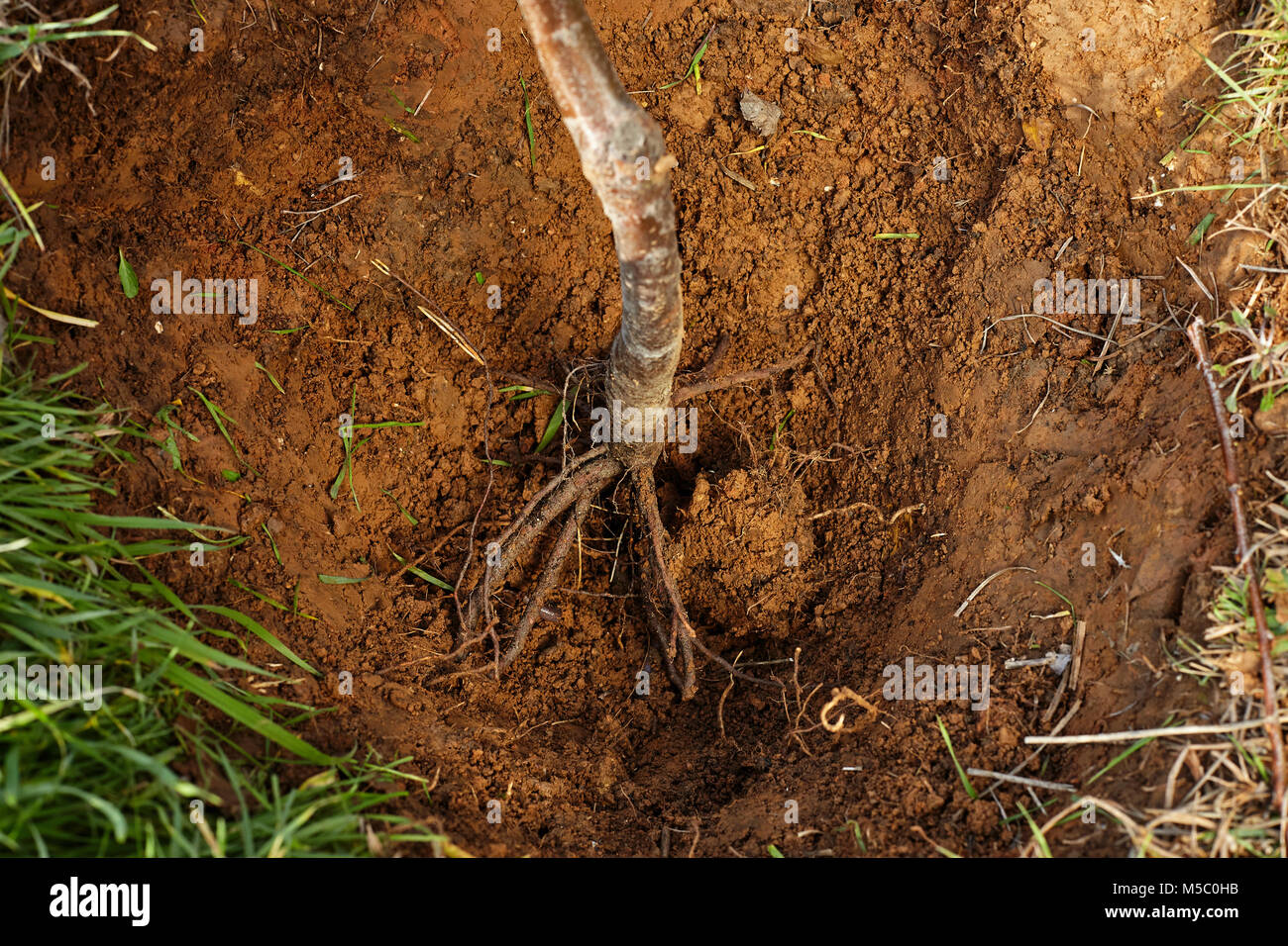 Roots of tree ready for planting into a hole Stock Photo - Alamy