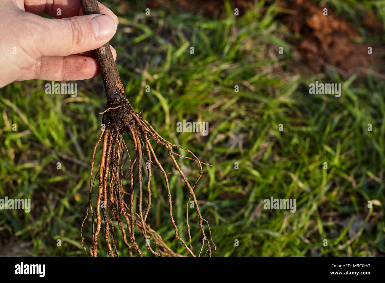 Hand holding roots hi-res stock photography and images - Alamy