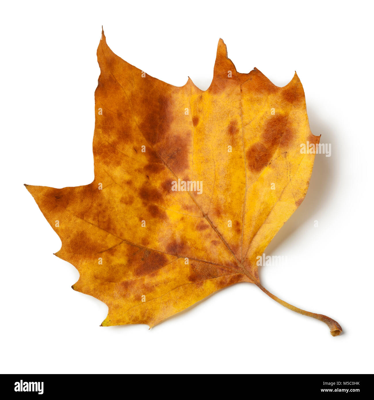 Plane tree leaves Cut Out Stock Images & Pictures - Alamy