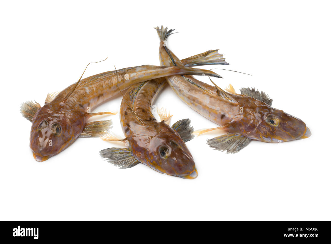 Fresh raw flathead fishes isolated on white background Stock Photo - Alamy