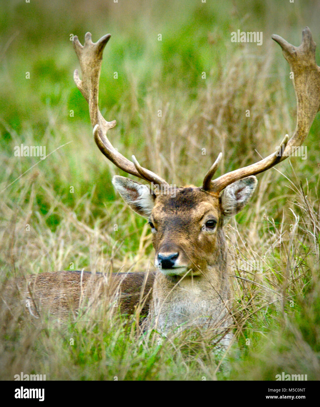 Roe deer southern england hi-res stock photography and images - Alamy