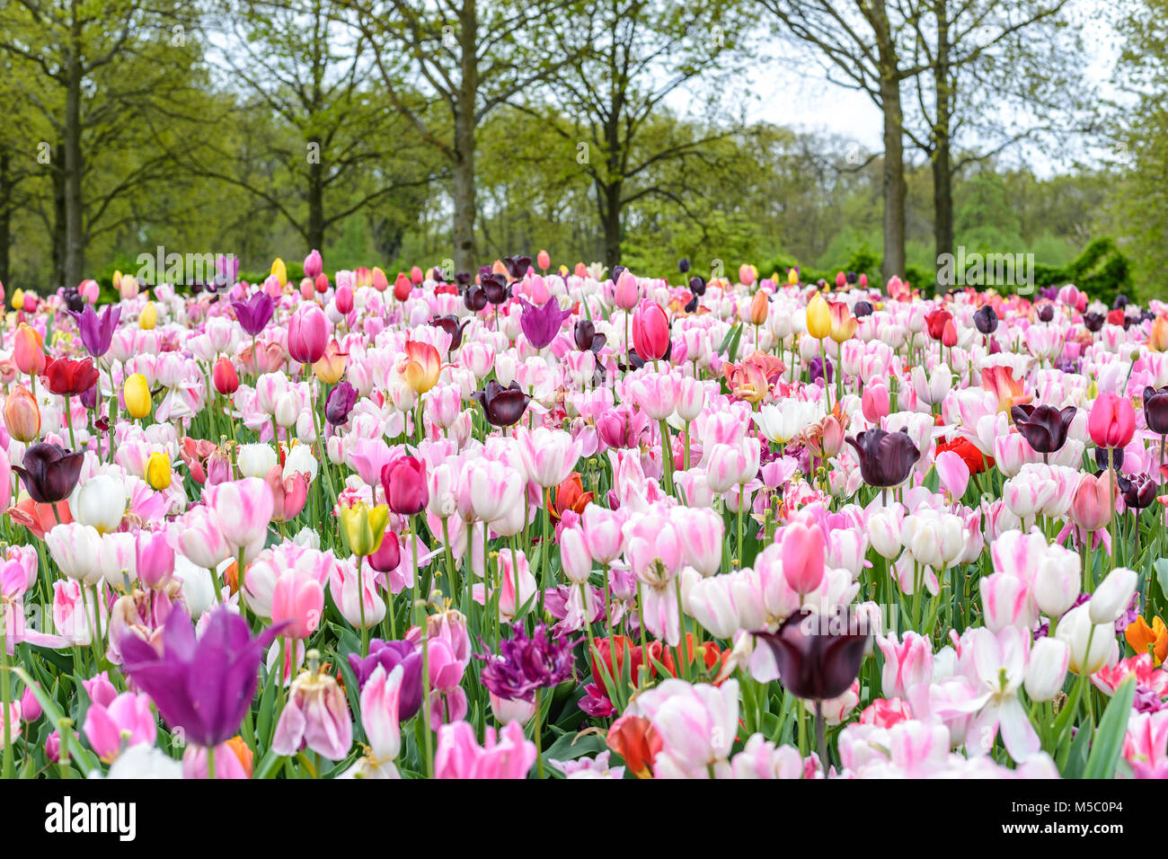 Spring tulip field in garden, Amsterdam, Netherlands Stock Photo - Alamy