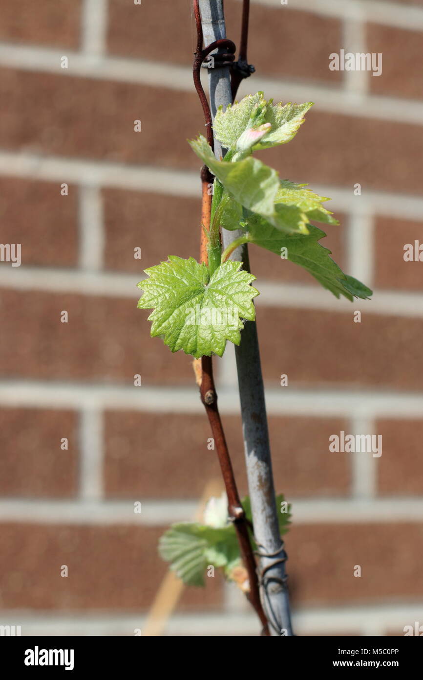 Young grape vines hi-res stock photography and images - Alamy