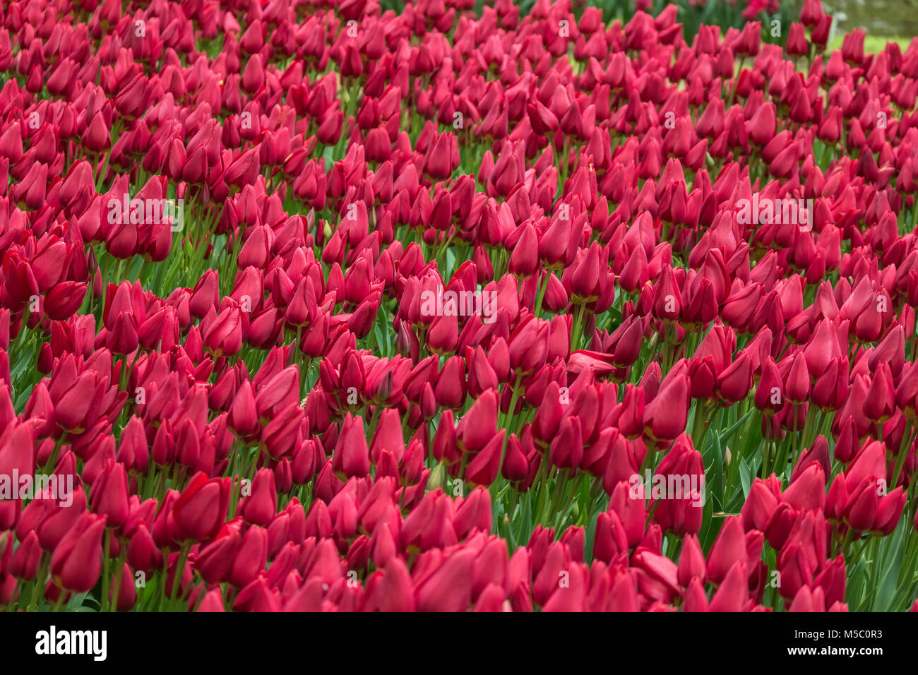 Spring tulip field in garden, Amsterdam, Netherlands Stock Photo - Alamy