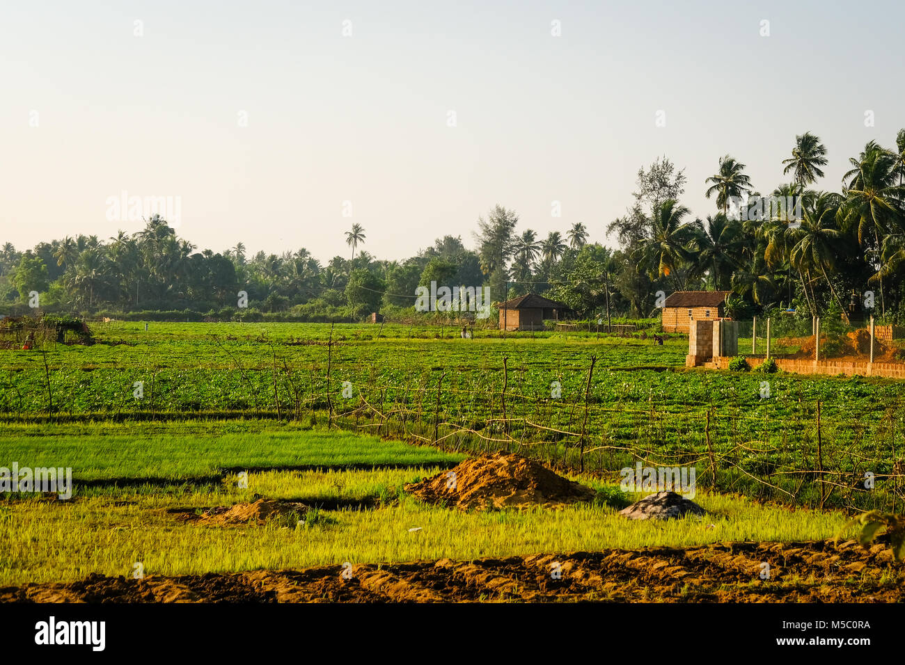 Indian coconut farm hi-res stock photography and images - Alamy