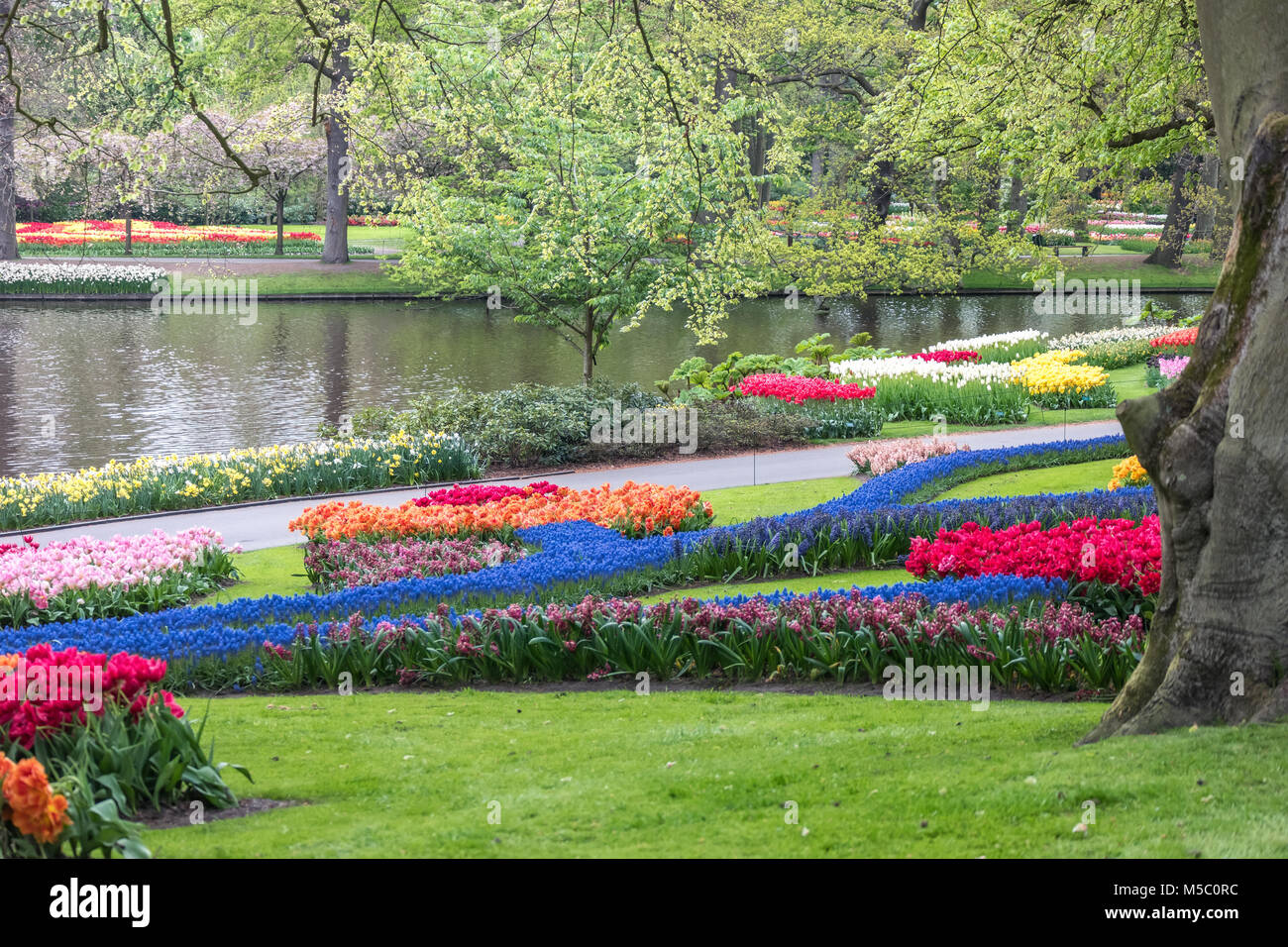 Spring tulip field in garden, Amsterdam, Netherlands Stock Photo - Alamy