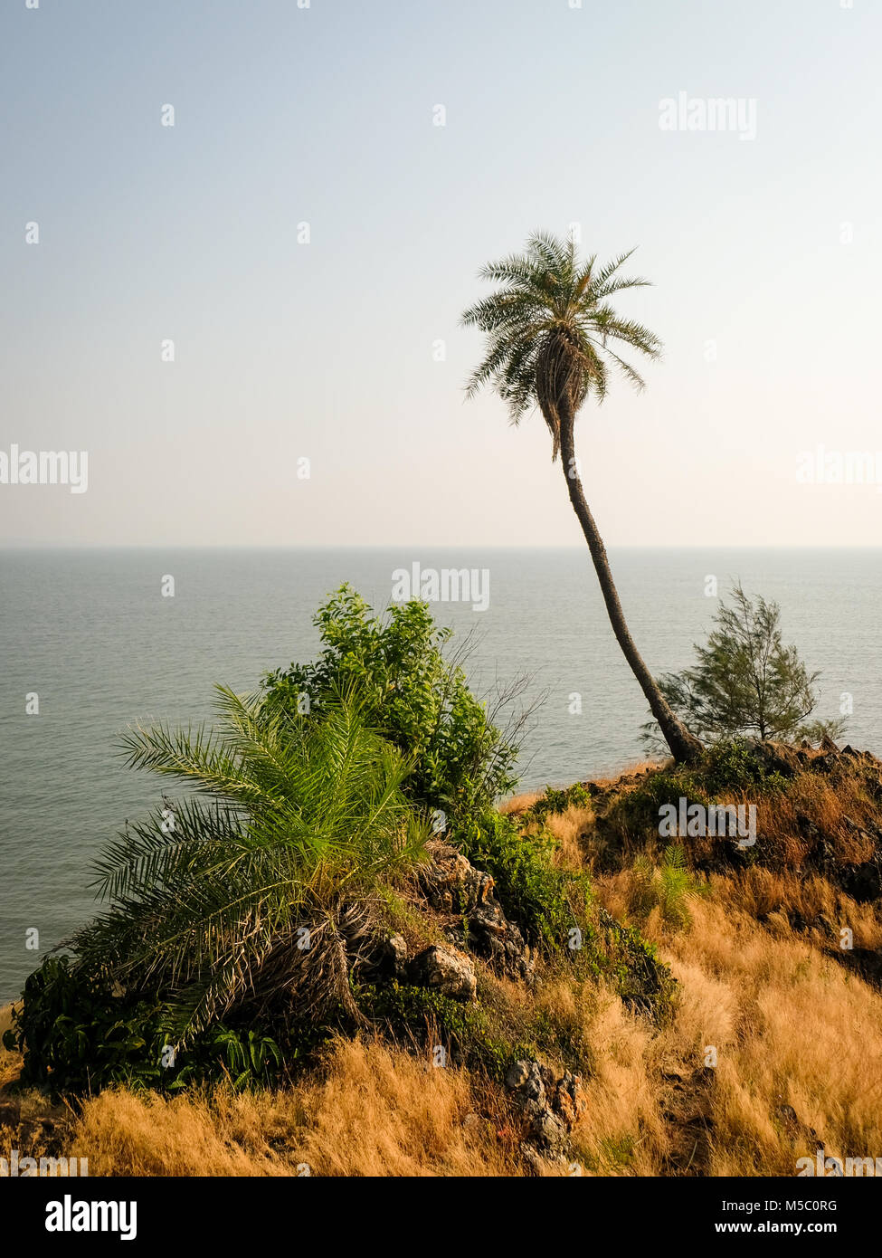 Karnataka tree trunk hi-res stock photography and images - Alamy