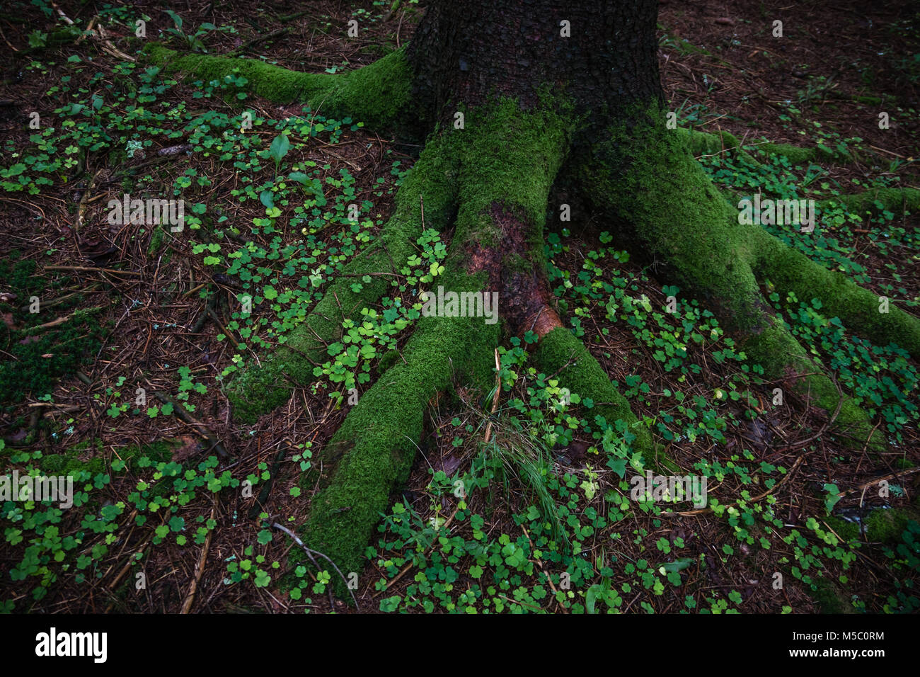 Clover roots hi-res stock photography and images - Alamy
