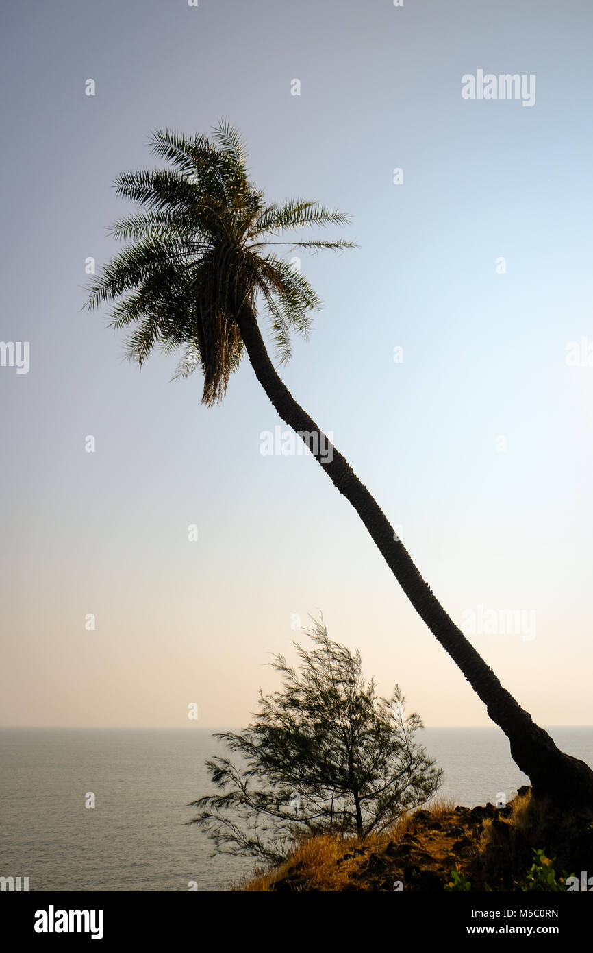 Karnataka tree trunk hi-res stock photography and images - Alamy