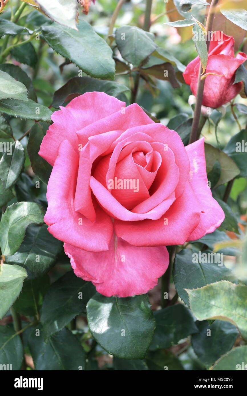 Blooming pink rose hi-res stock photography and images - Alamy