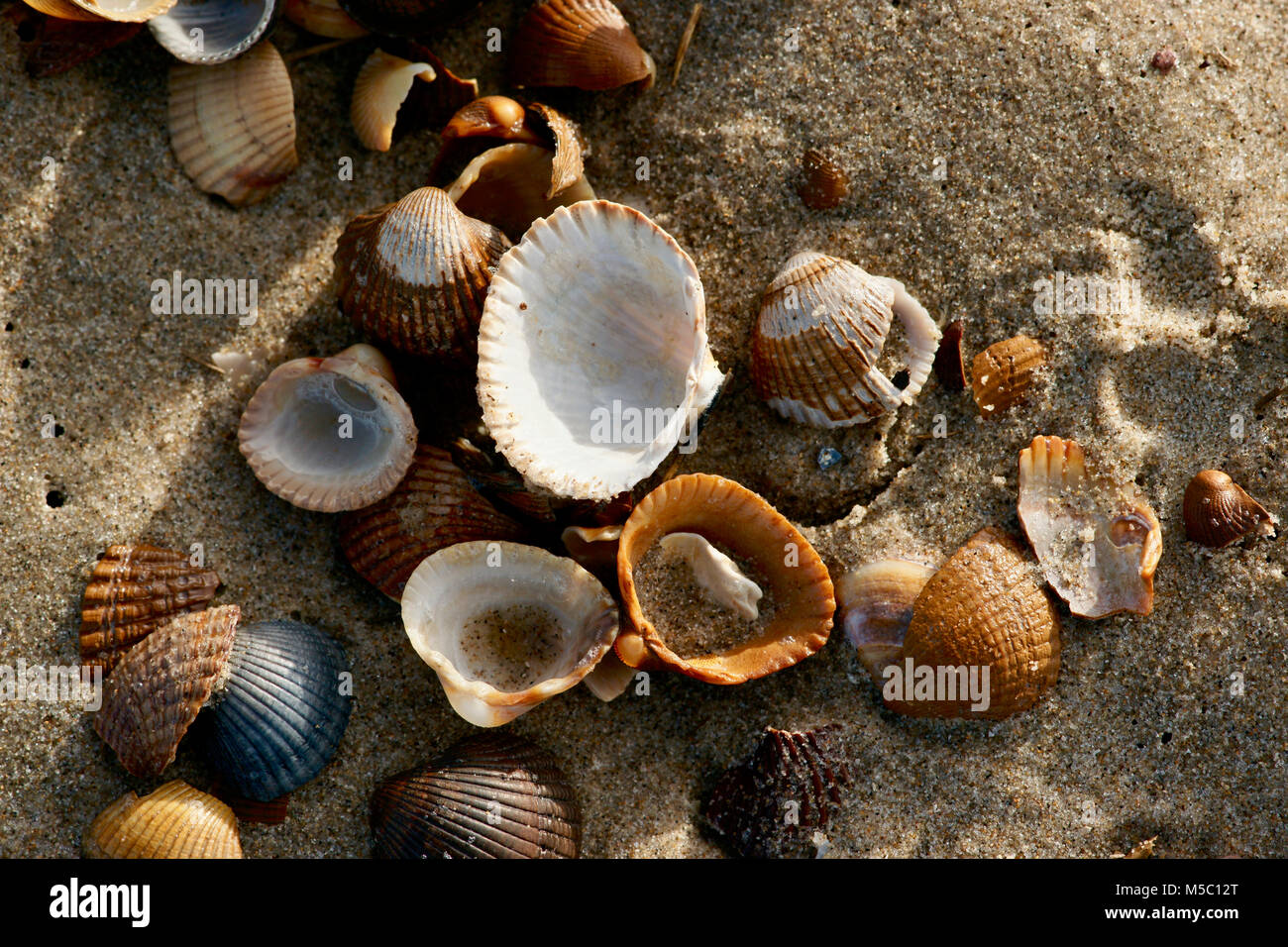 Seashell collection hi-res stock photography and images - Alamy